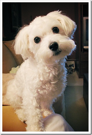 Gitz: The Puzzling Pooch